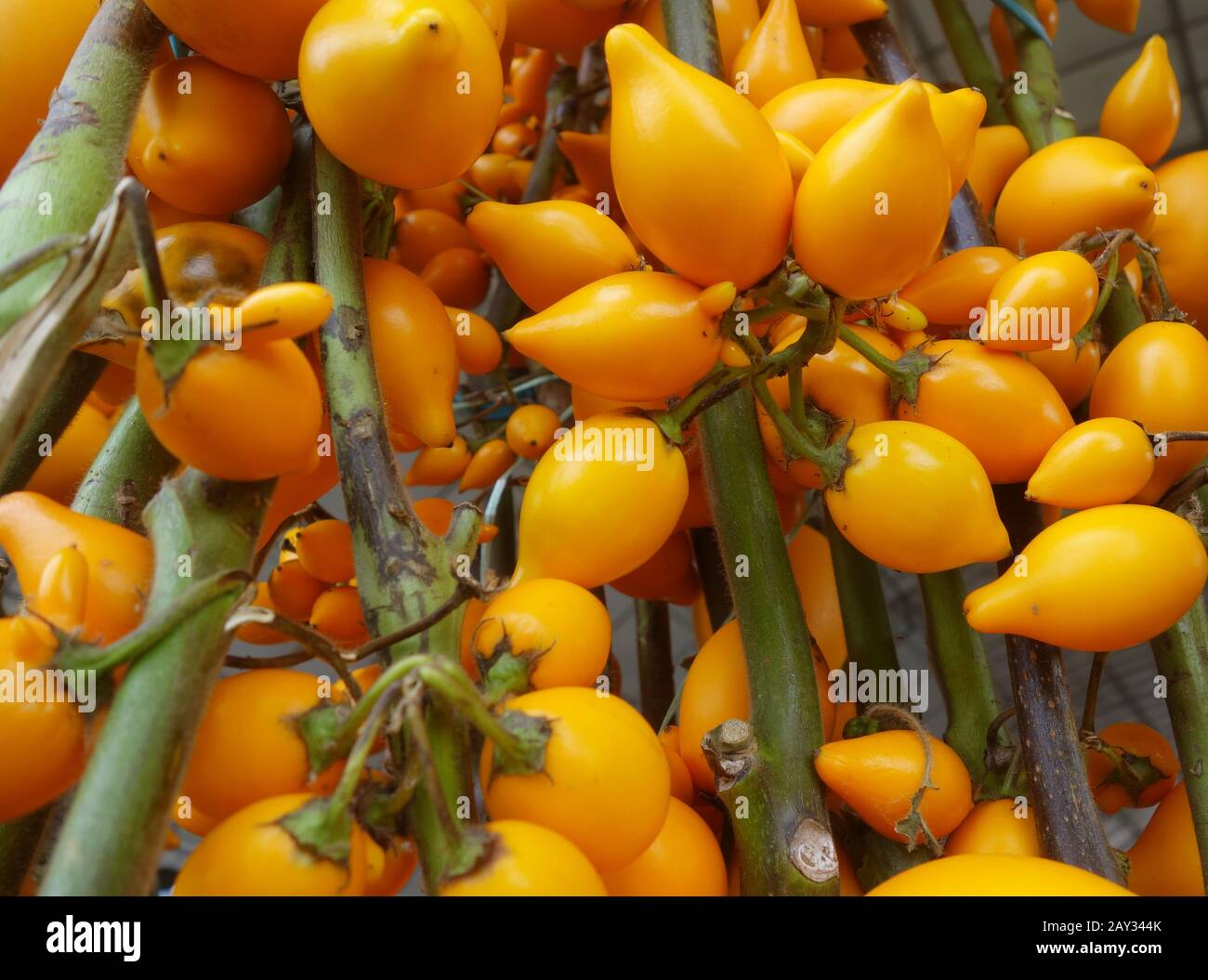 Nipplefluit hi-res stock photography and images - Alamy