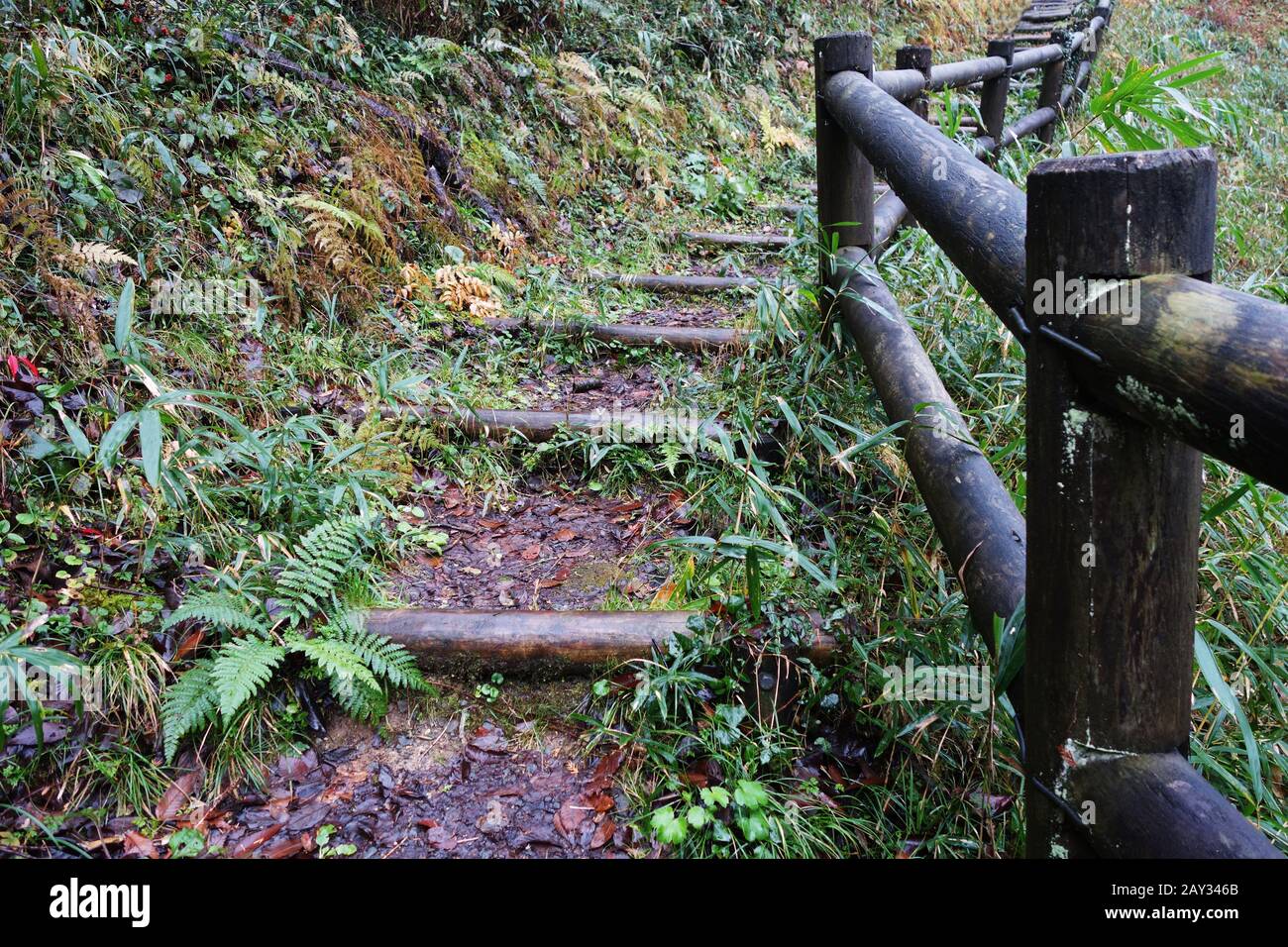 Tree trunk steps hi-res stock photography and images - Alamy
