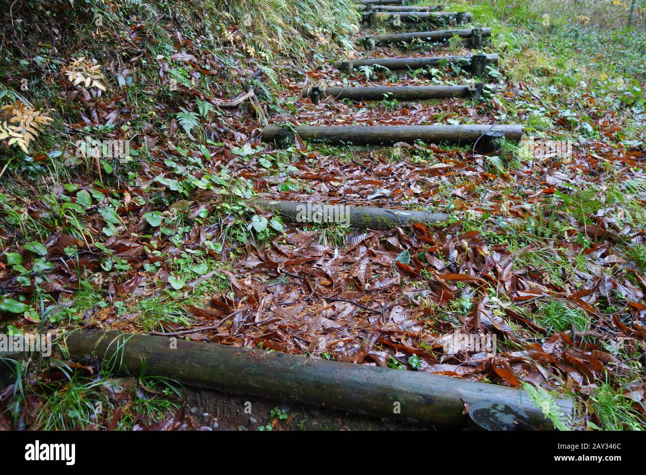Stone steps through forest hi-res stock photography and images - Alamy