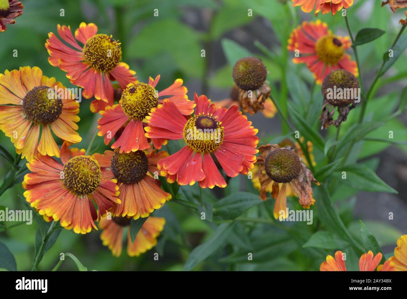 Helenium. Helenium Konigstiger. Helenium autumnale. Green leaves. Close ...