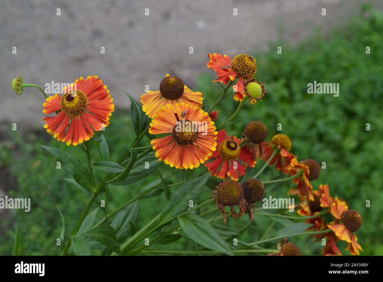 Helenium. Helenium Konigstiger. Helenium autumnale. Bush Helenium ...