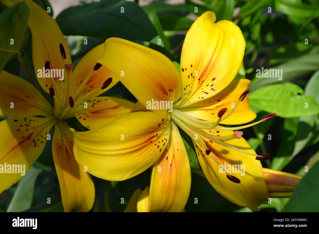 Lily yellow. Lilium. Lily flower closeup. Flowerbed Stock Photo - Alamy