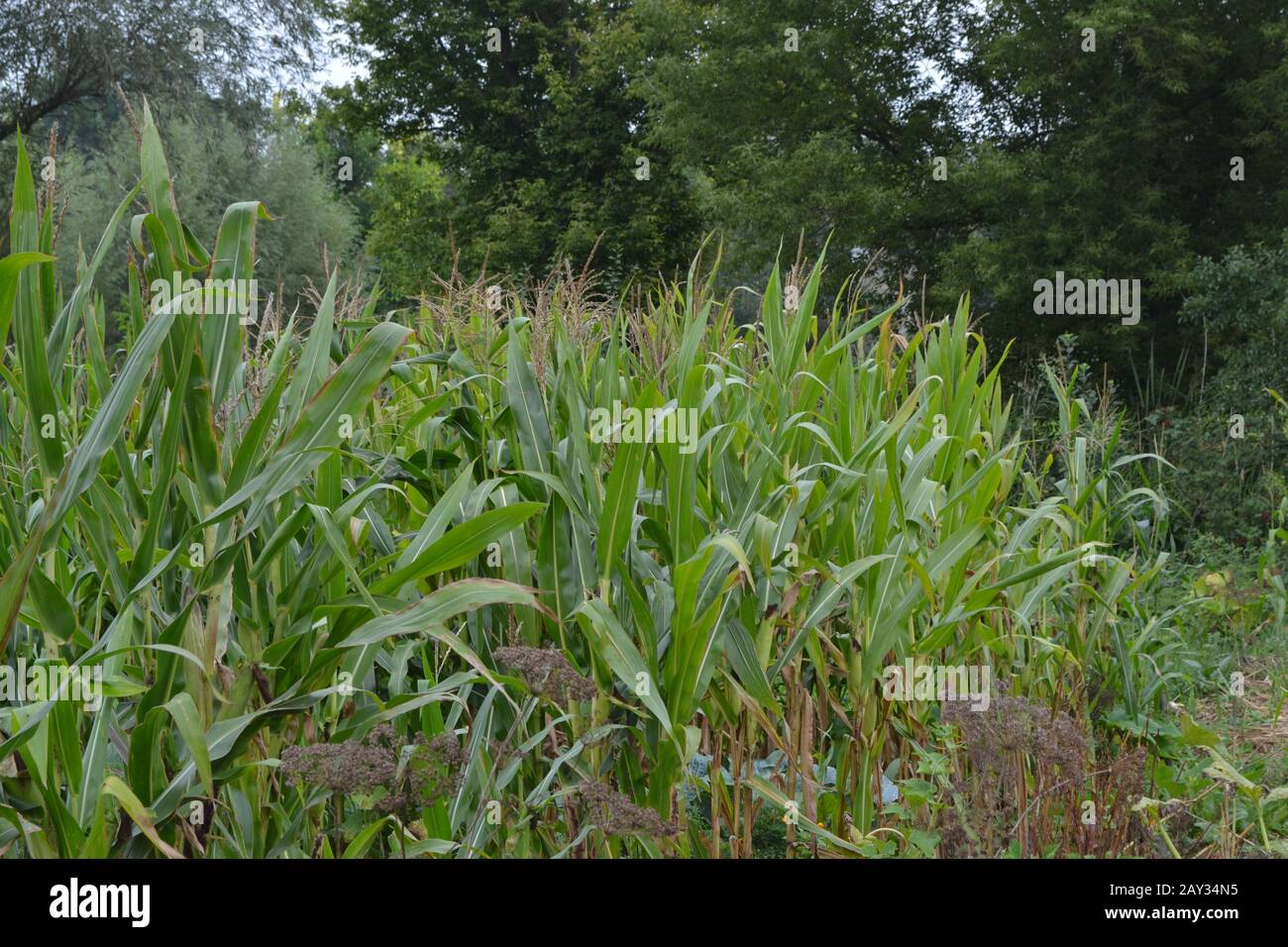 Corn. Zea mays subsp. mays. Corn grows in the garden. Flowers corn ...