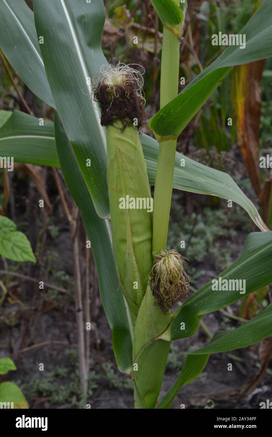 Corn. Zea mays subsp. mays. Corn grows in the garden. Flowers corn ...