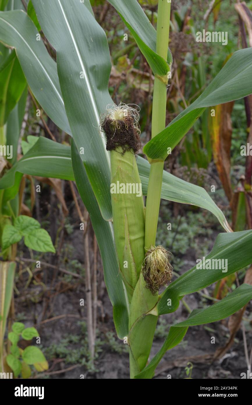 Corn. Zea mays subsp. mays. Corn grows in the garden. Flowers corn ...