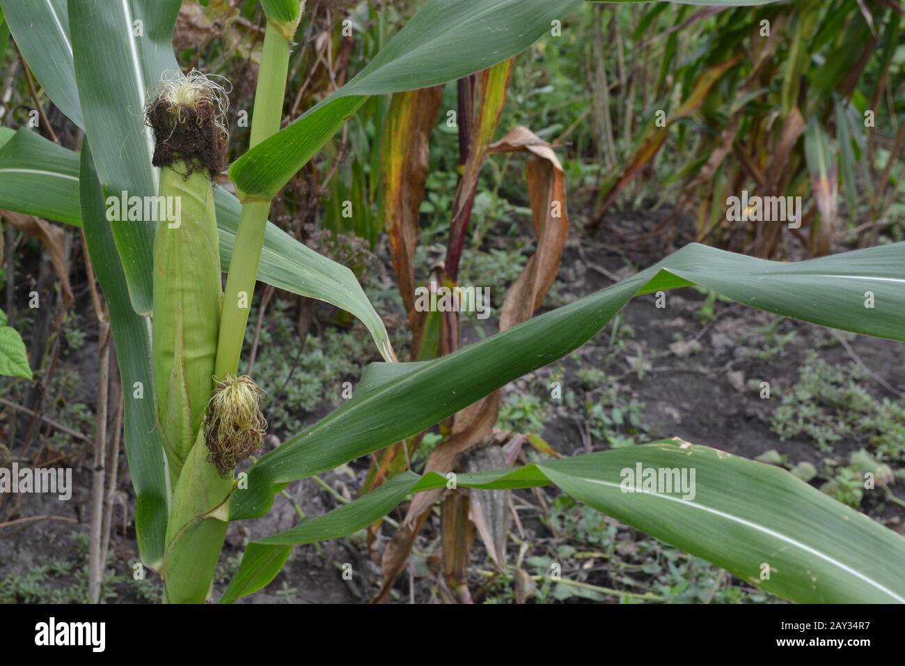 Corn. Zea mays subsp. mays. Corn grows in the garden. Flowers corn ...