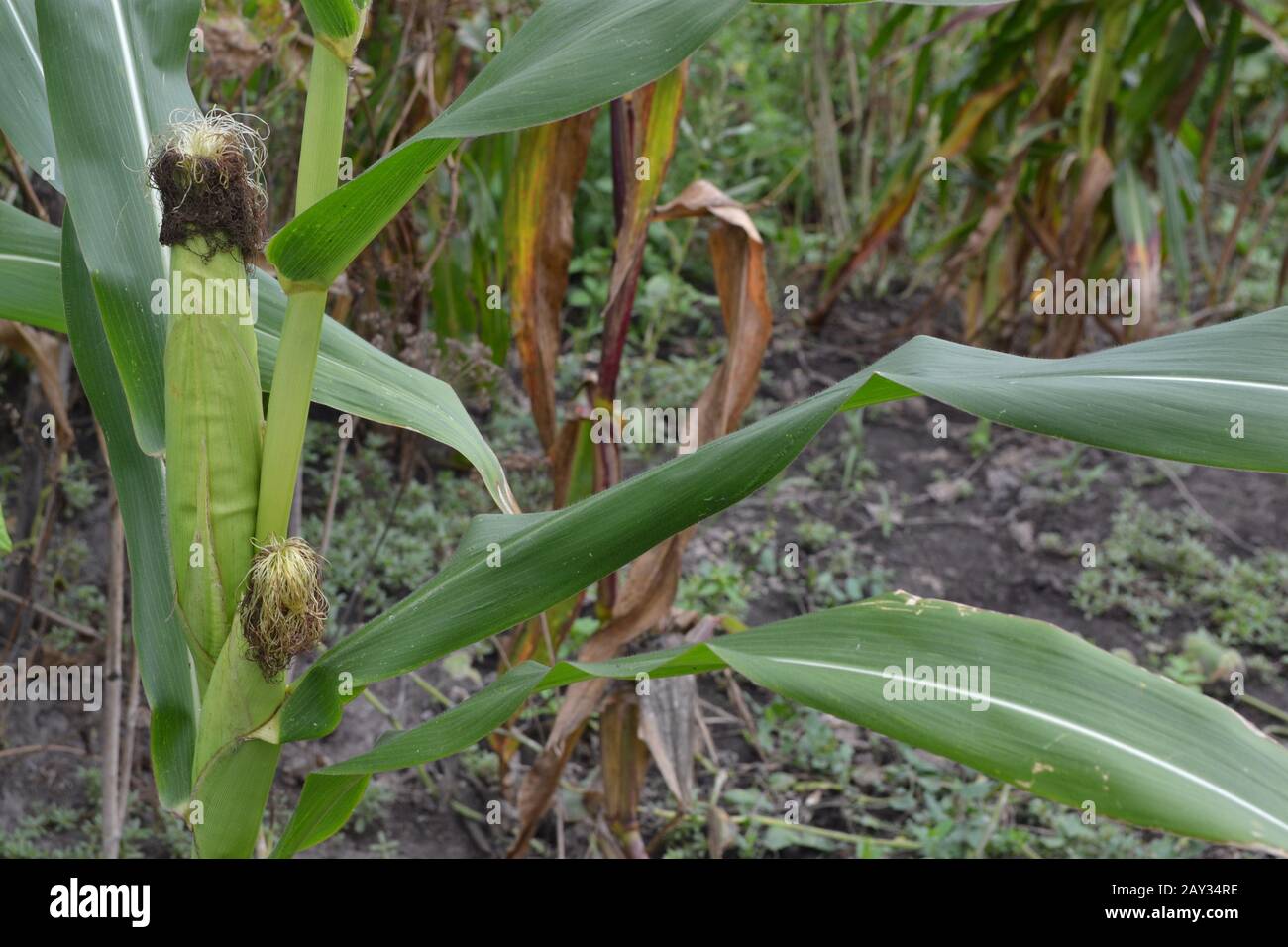 Corn. Zea mays subsp. mays. Corn grows in the garden. Flowers corn ...
