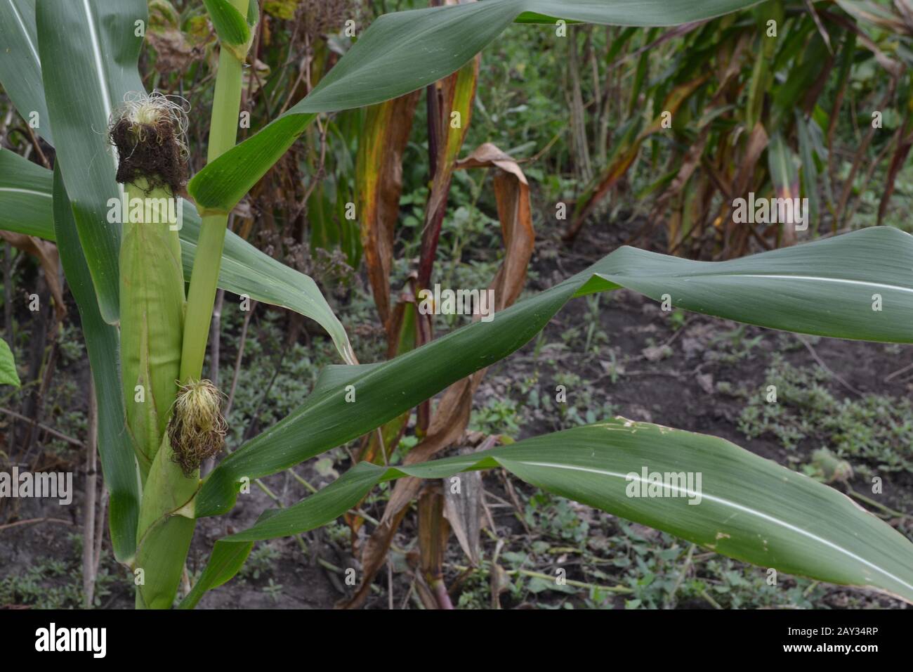 Corn. Zea mays subsp. mays. Corn grows in the garden. Flowers corn ...