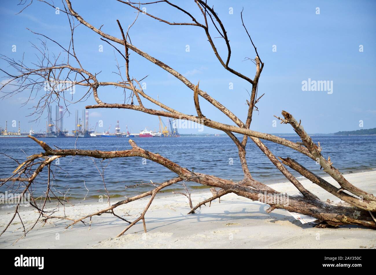 A fallen and decaying tree laying on the beach Stock Photo - Alamy