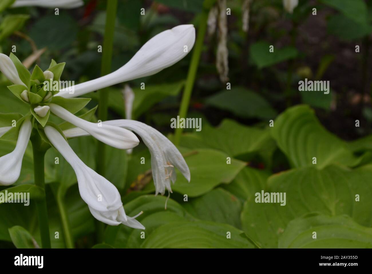 Hosta. Hosta plantaginea. Hemerocallis japonica. Large leaves are green ...