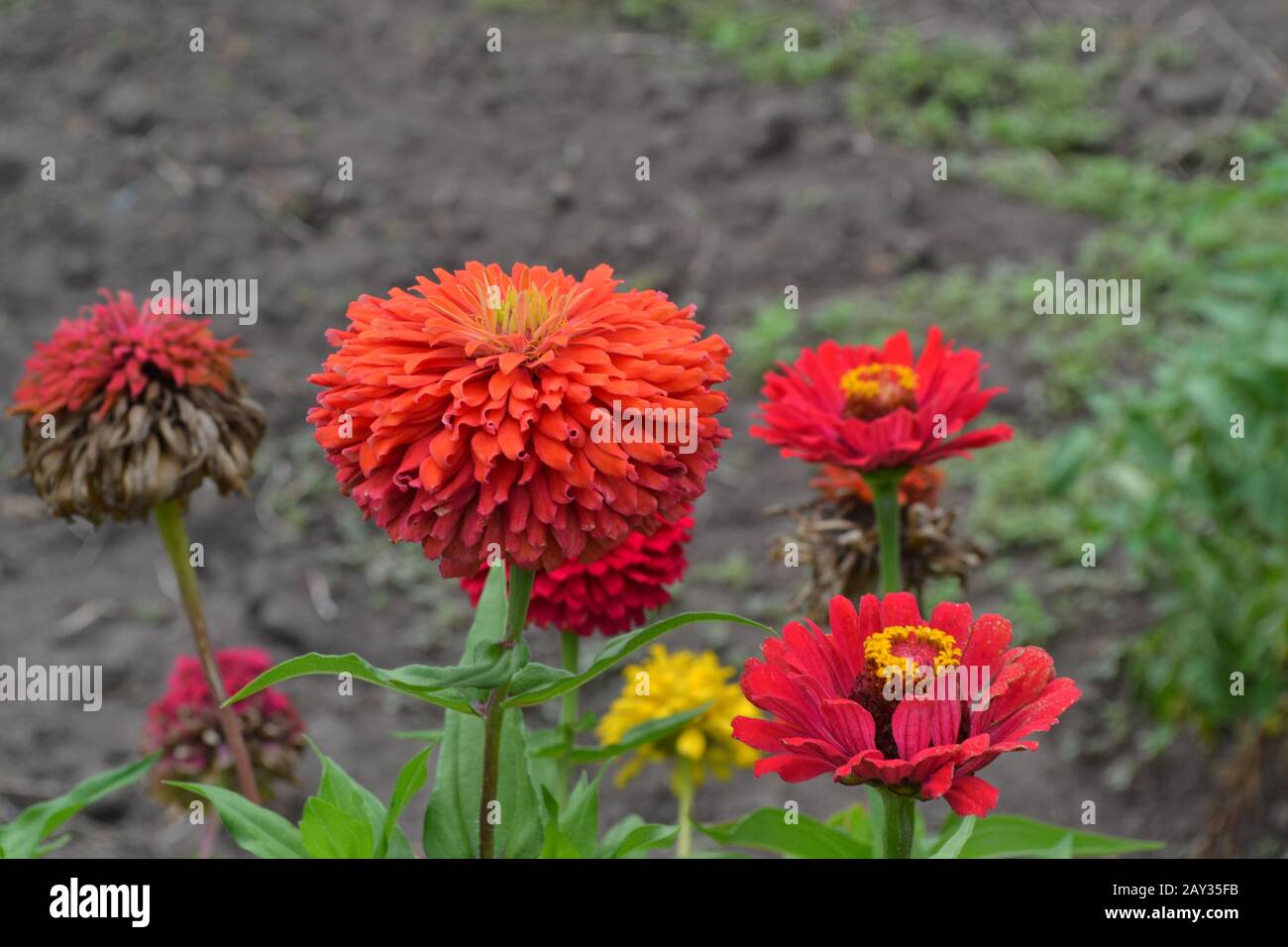 Flower major. Zinnia elegans. Many flowers of different colors - orange ...