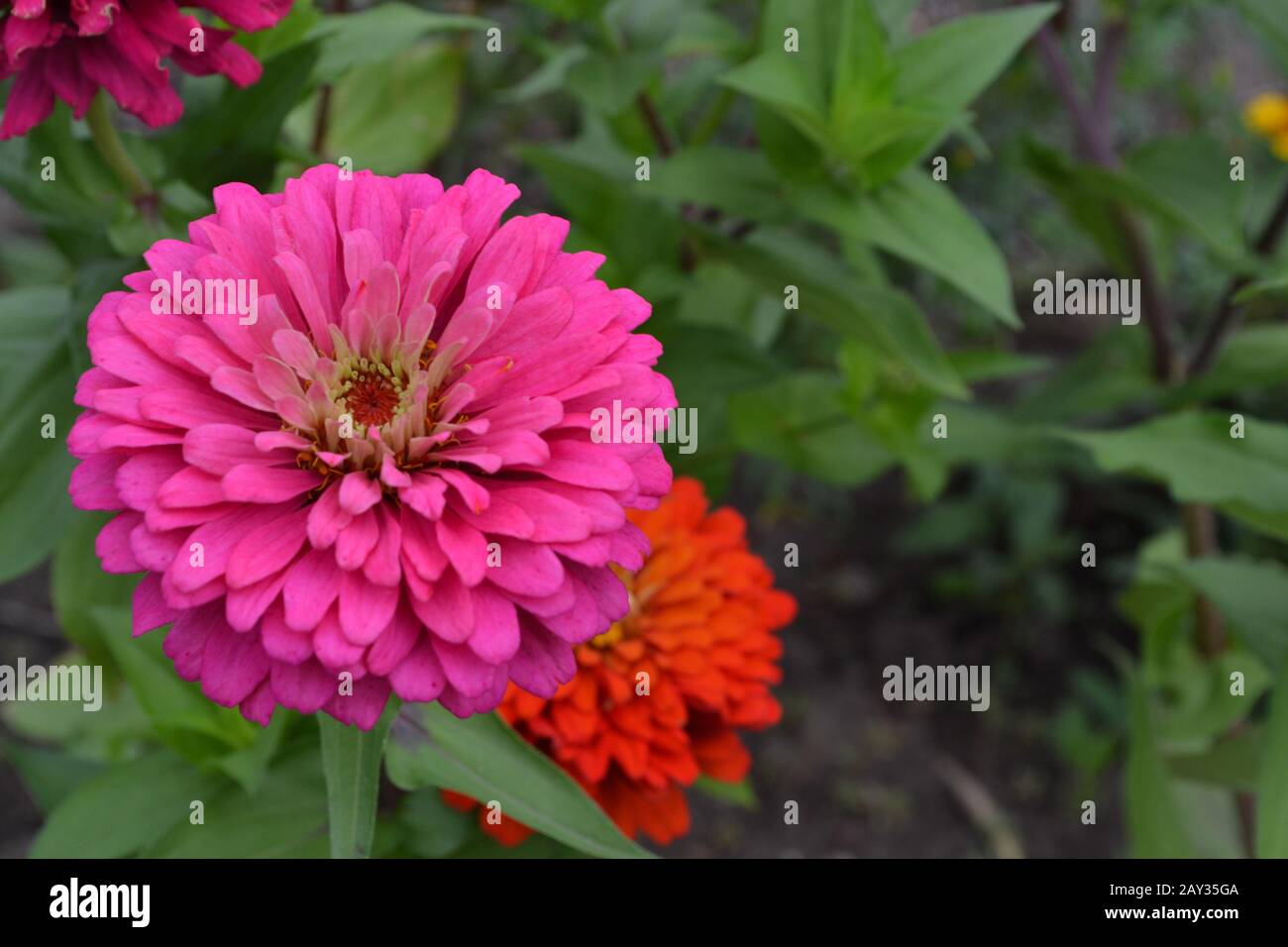 Zinia hi-res stock photography and images - Alamy