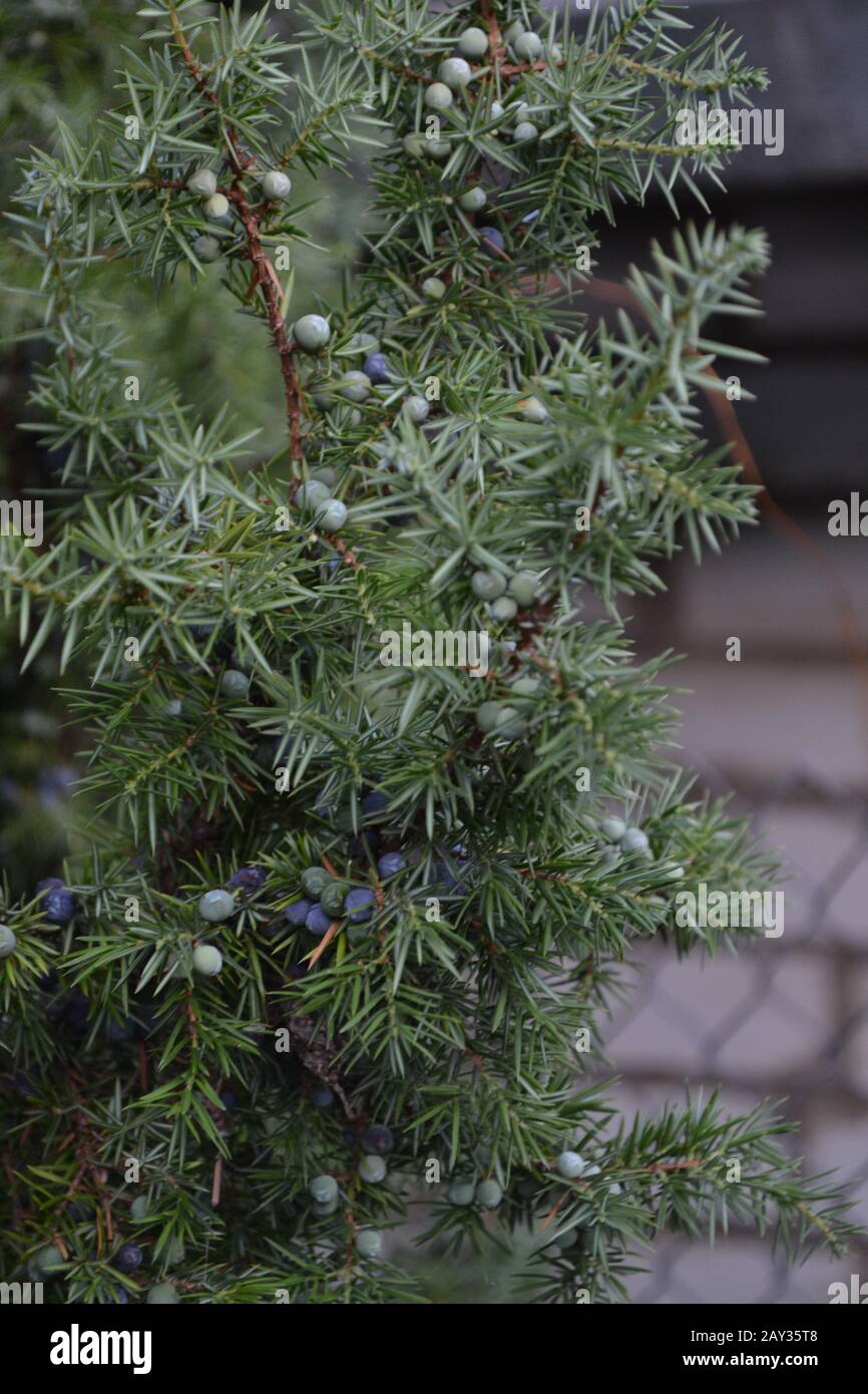 Juniper. Juniperus communis. The branches of a juniper. Juniper berries ...