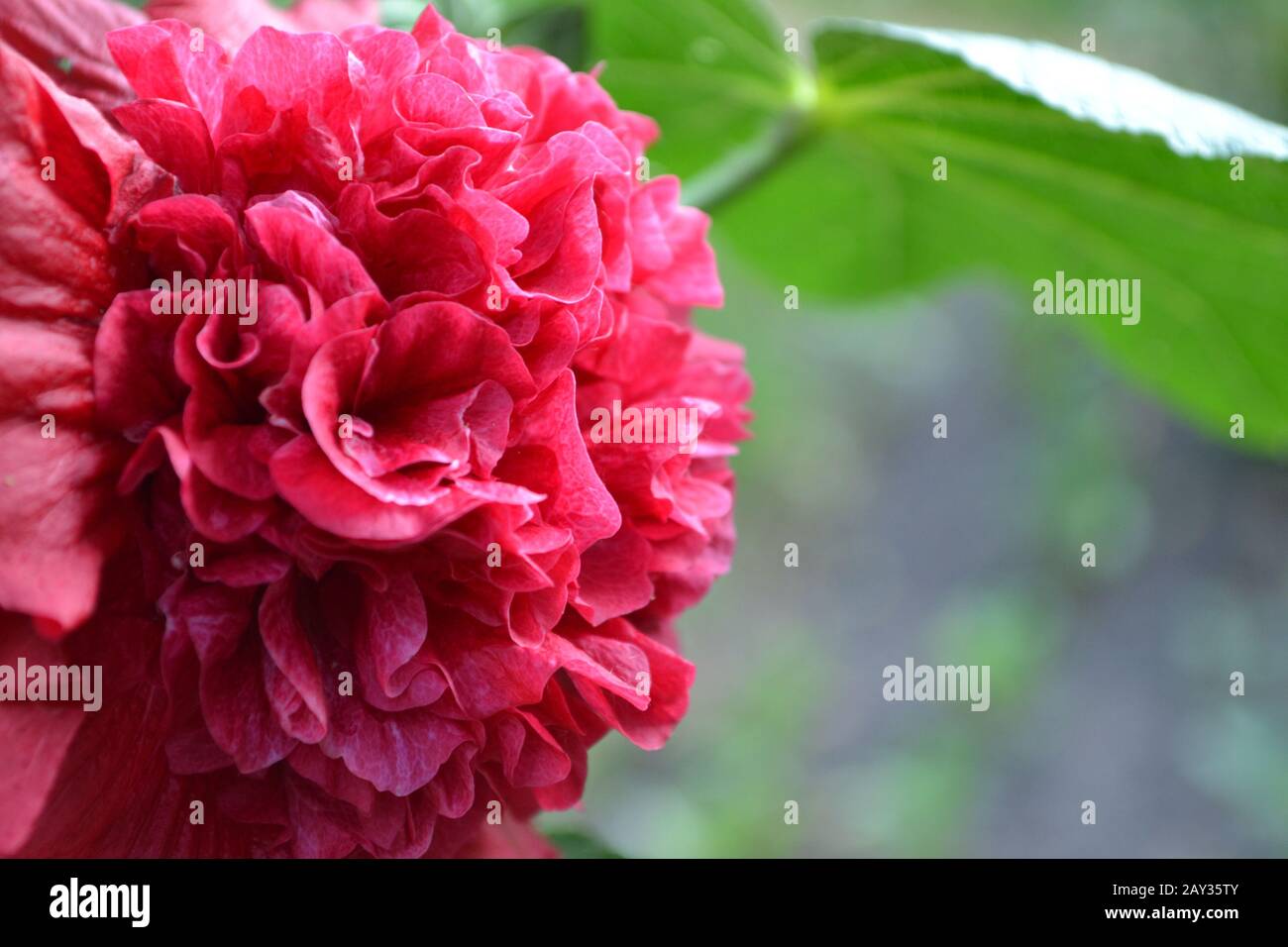 Mallow. Malva. Alcea. Large, curly flowers. The flower similar to a ...