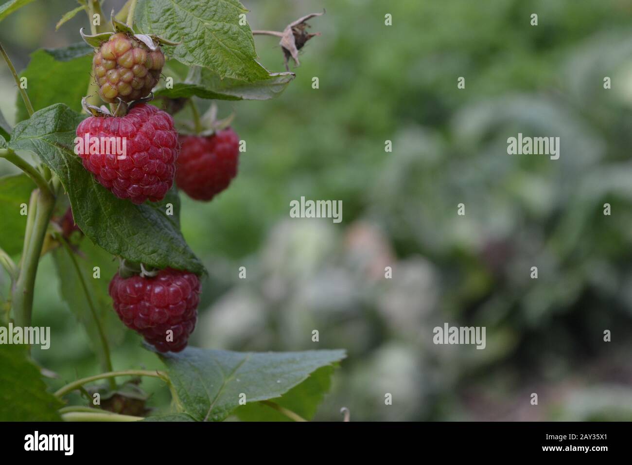 Raspberries. Rubus idaeus. berries of a raspberry. Close-up. On blurred ...