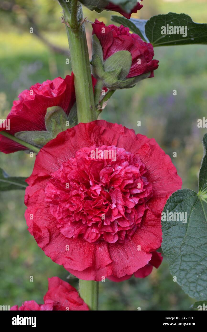 Mallow. Malva. Alcea. Large, curly flowers. The flower similar to a ...