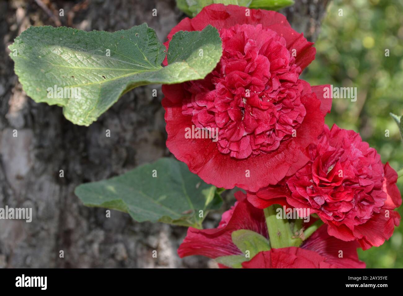 Mallow. Malva. Alcea. Large, curly flowers. The flower similar to a ...