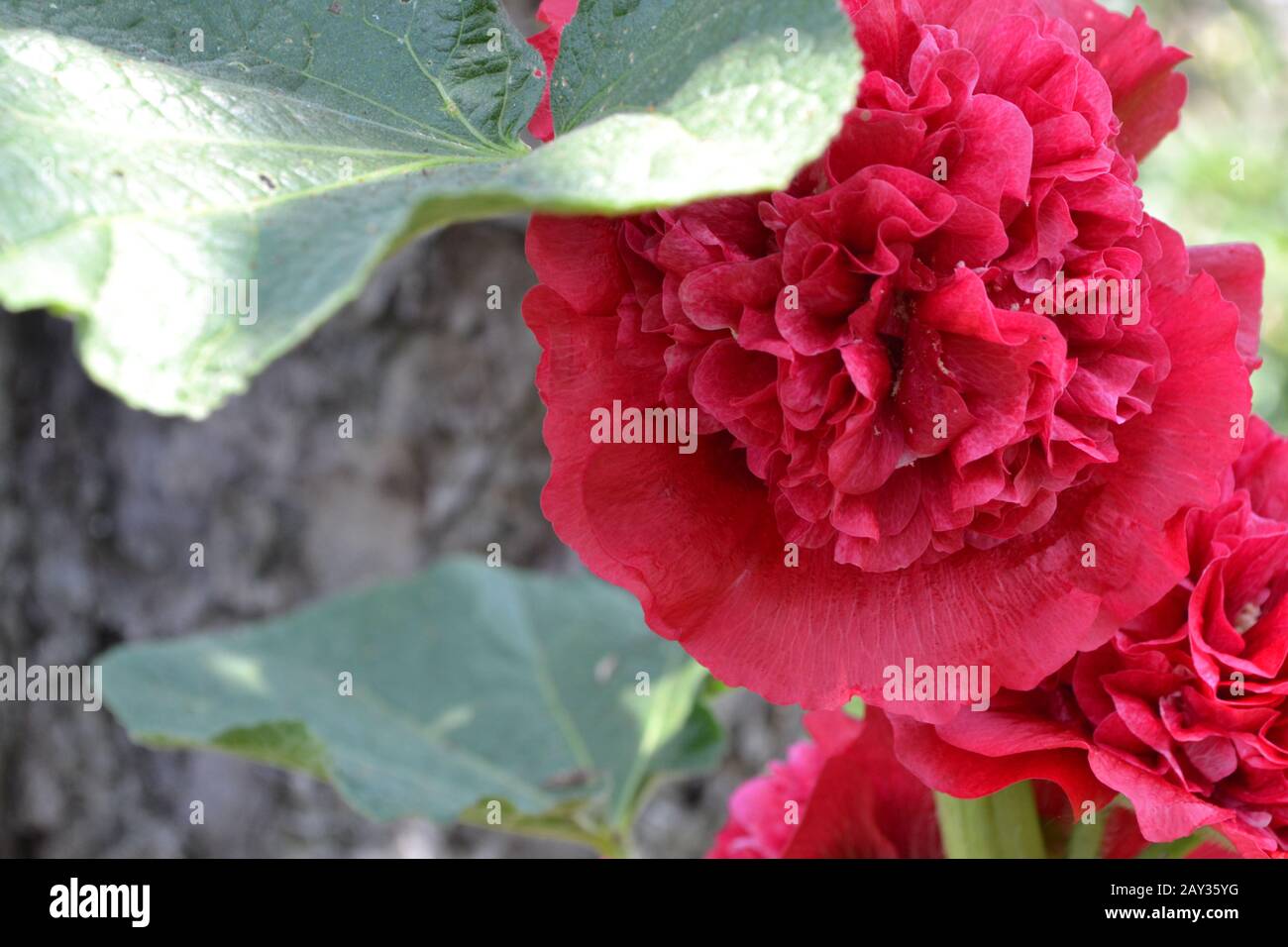 Mallow. Malva. Alcea. Large flowers. The flower similar to a rose. Red ...