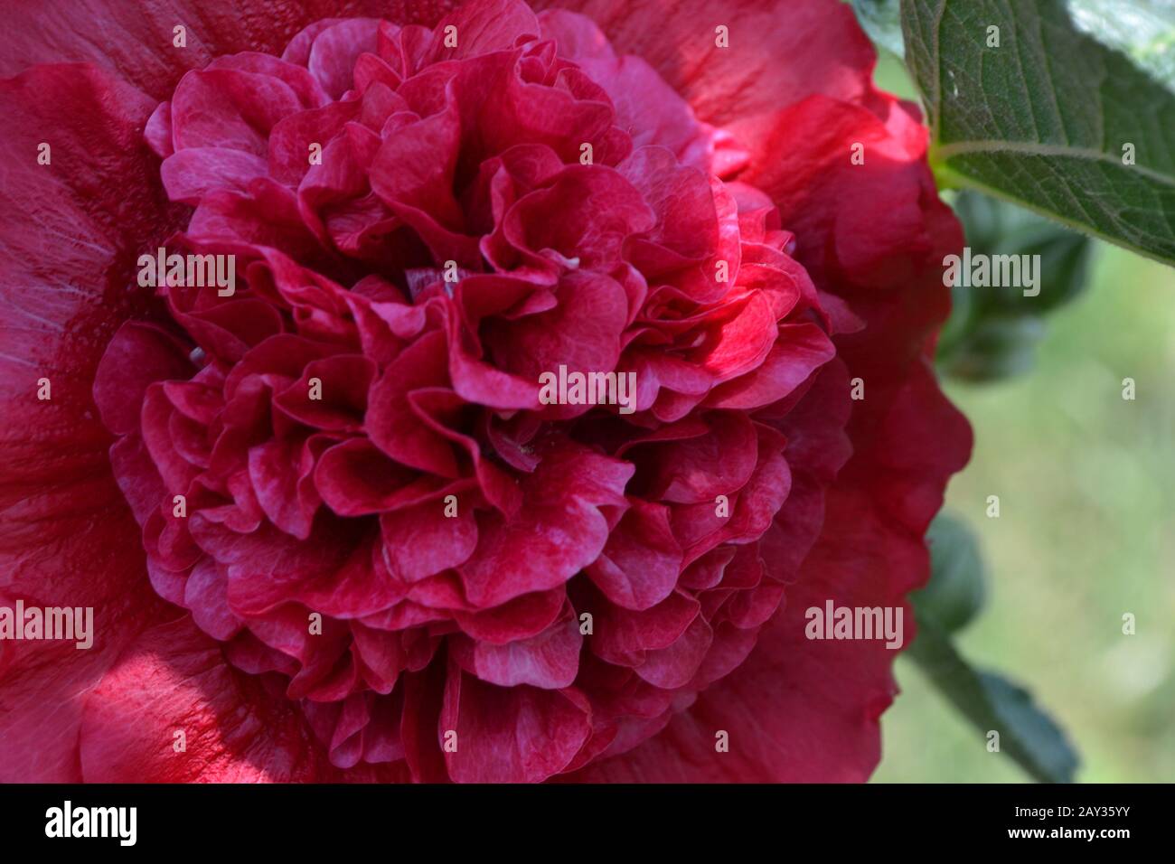 Mallow. Malva. Alcea. Large, curly flowers. The flower similar to a ...