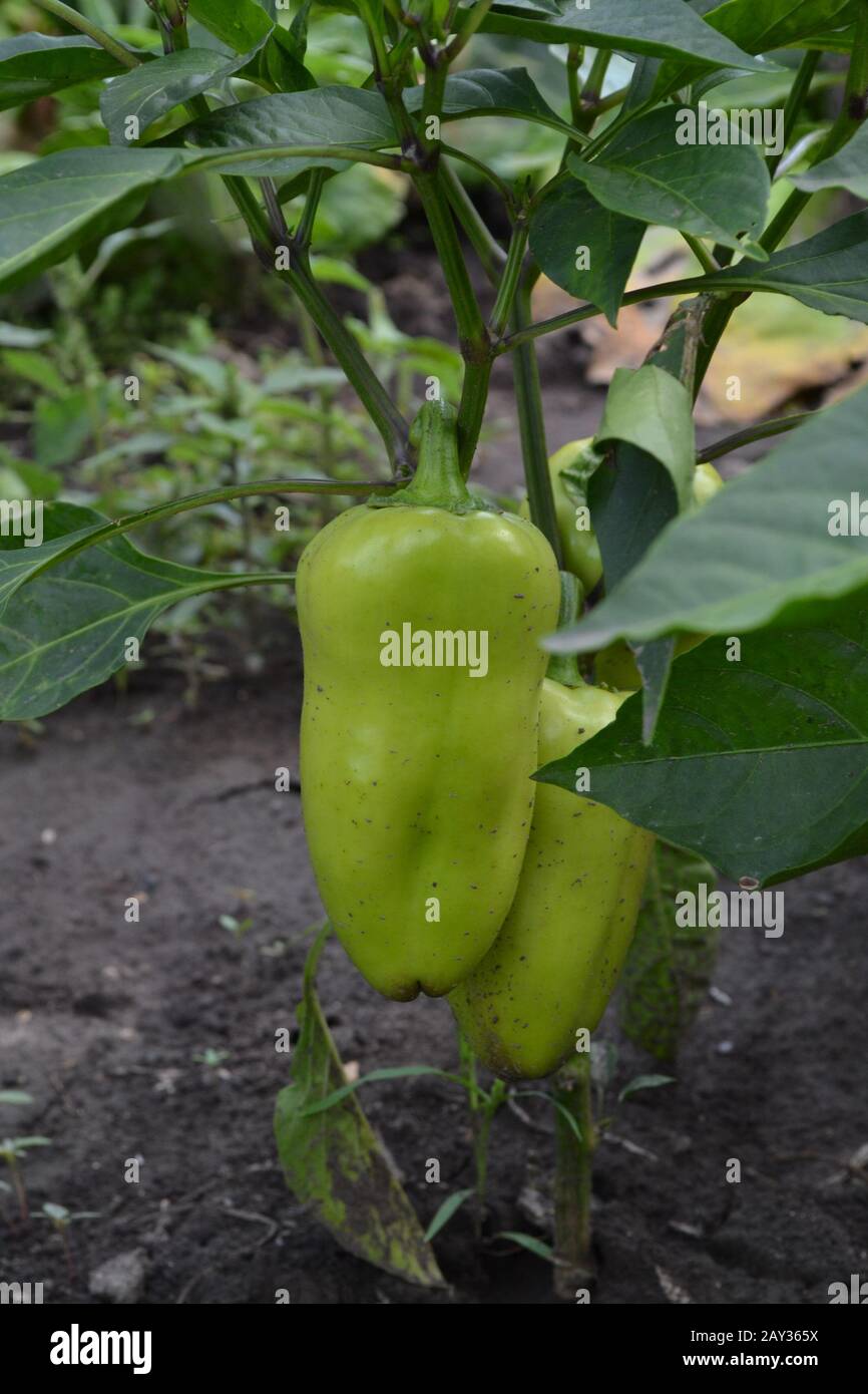 Pepper. Capsicum annuum. White pepper. Pepper growing in the garden ...