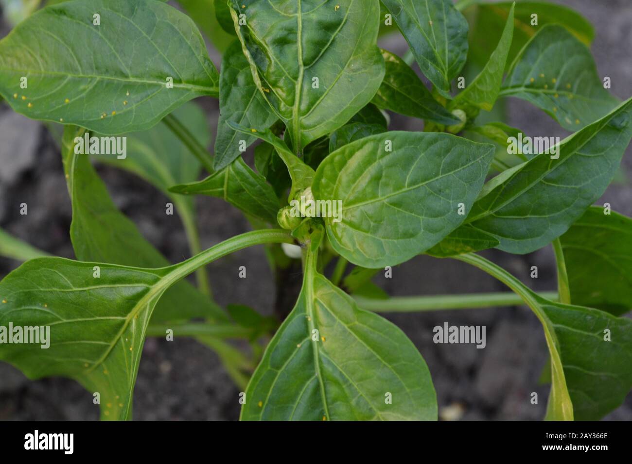 Pepper. Capsicum annuum. The leaves and flowers. Close-up. Pepper ...