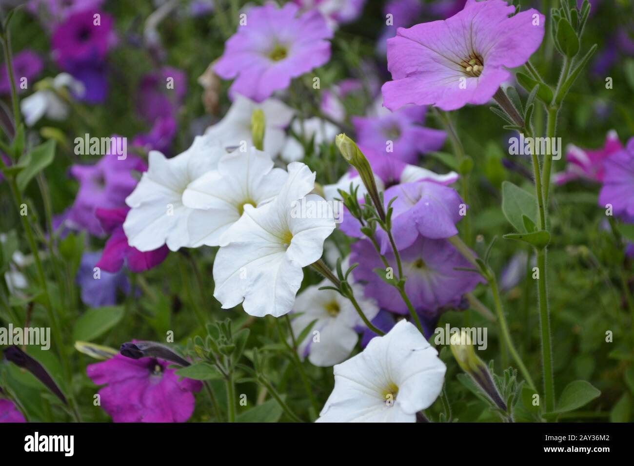 Petunia. Stimoryne. Petunia nyctaginiflora. Delicate flower. Flowers of ...