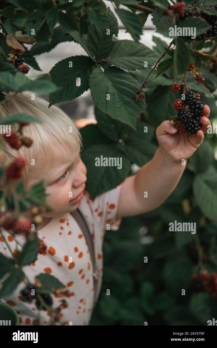 Boy picking blackberries Stock Photo - Alamy