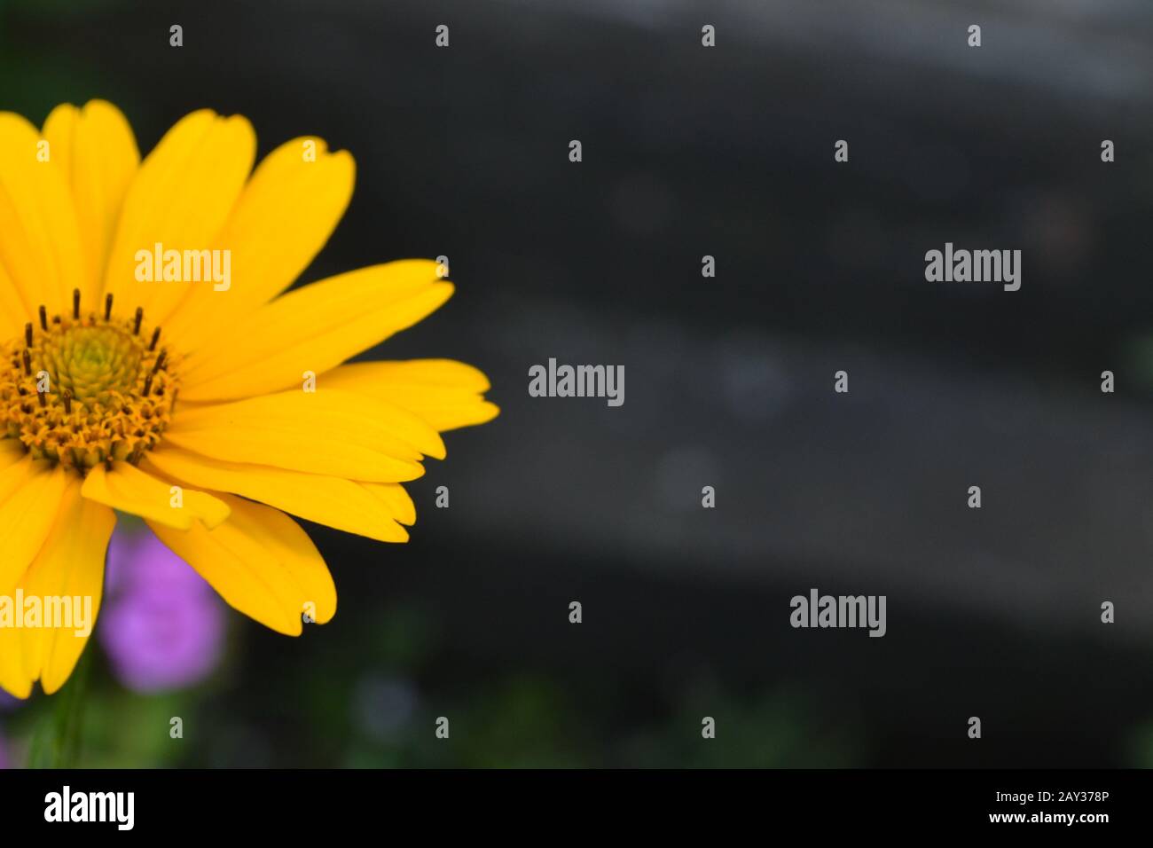 Heliopsis helianthoides. Perennial. Similar to the daisy. Tall flowers ...