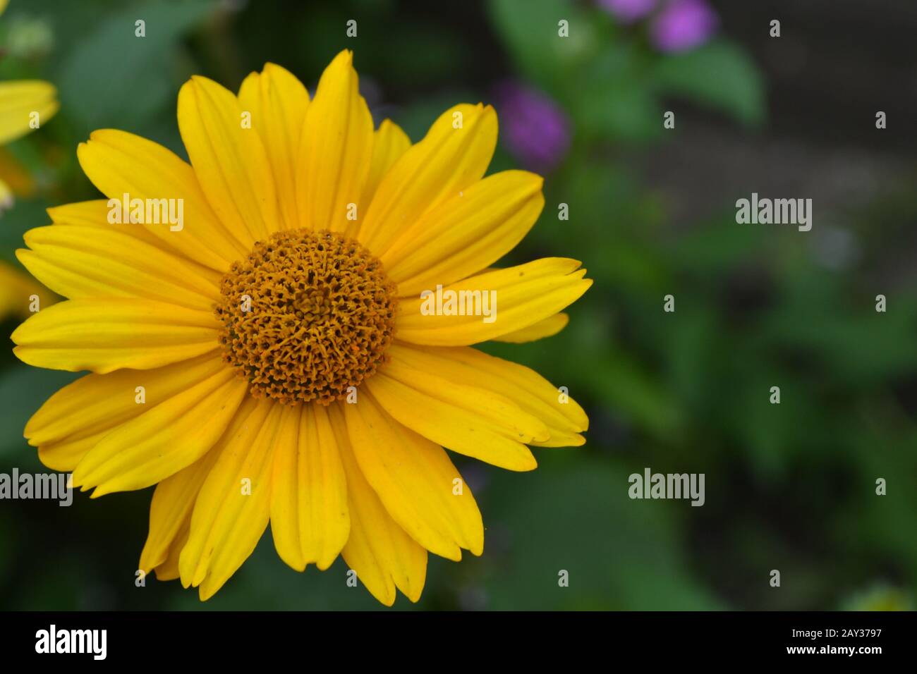 Heliopsis helianthoides. Perennial. Similar to the daisy. Tall flowers ...