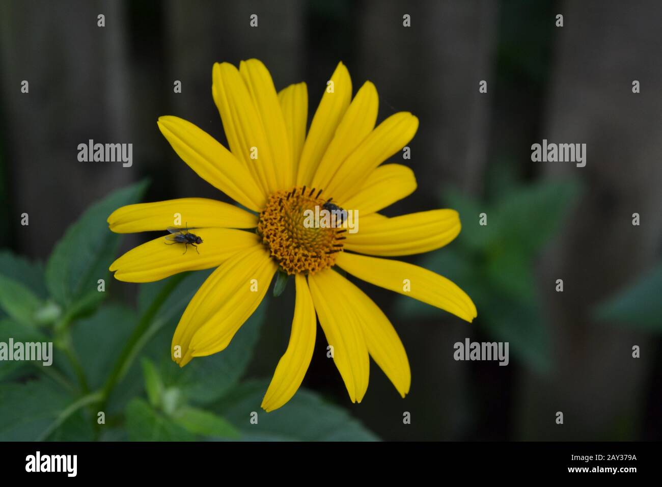 Heliopsis helianthoides. Perennial. Similar to the daisy. Tall flowers ...