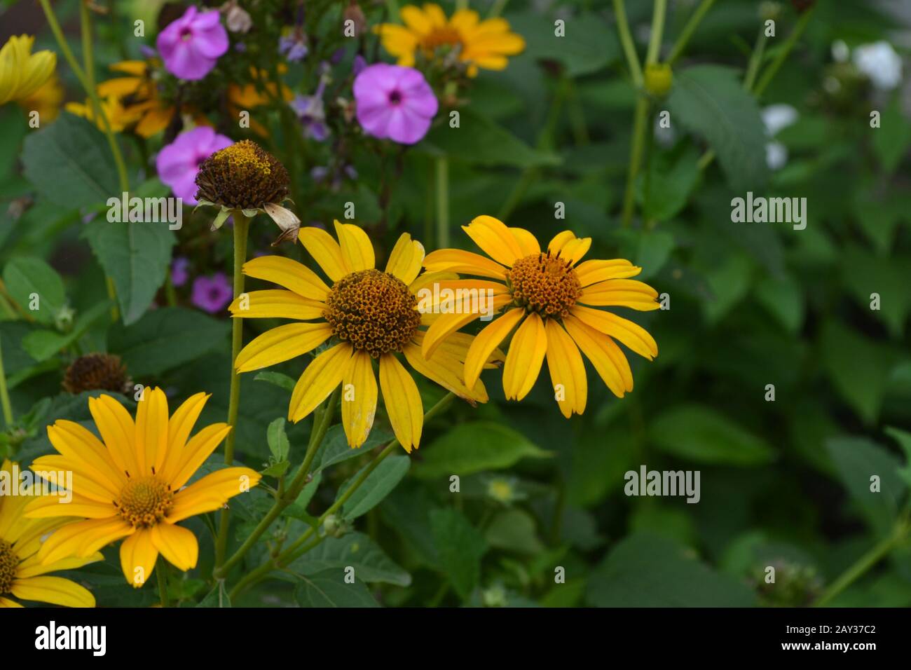 Heliopsis helianthoides. Perennial. Similar to the daisy. Tall flowers ...