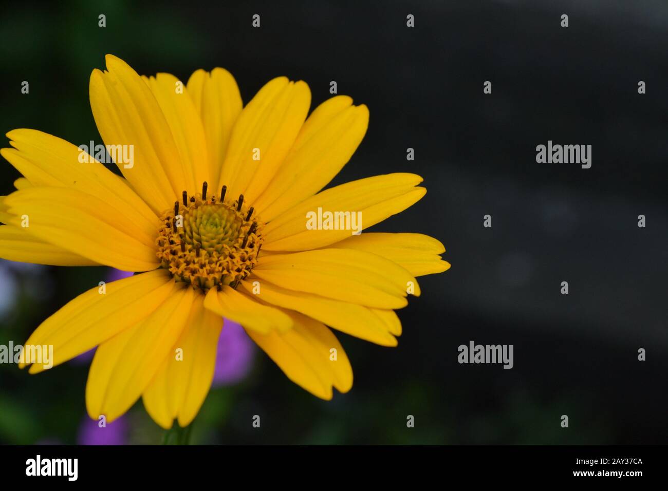 Heliopsis helianthoides. Perennial. Similar to the daisy. Tall flowers ...