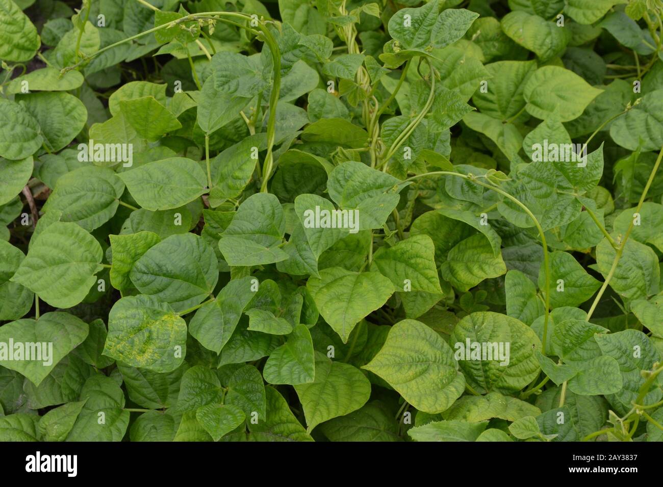 Field Beans High Resolution Stock Photography and Images - Alamy