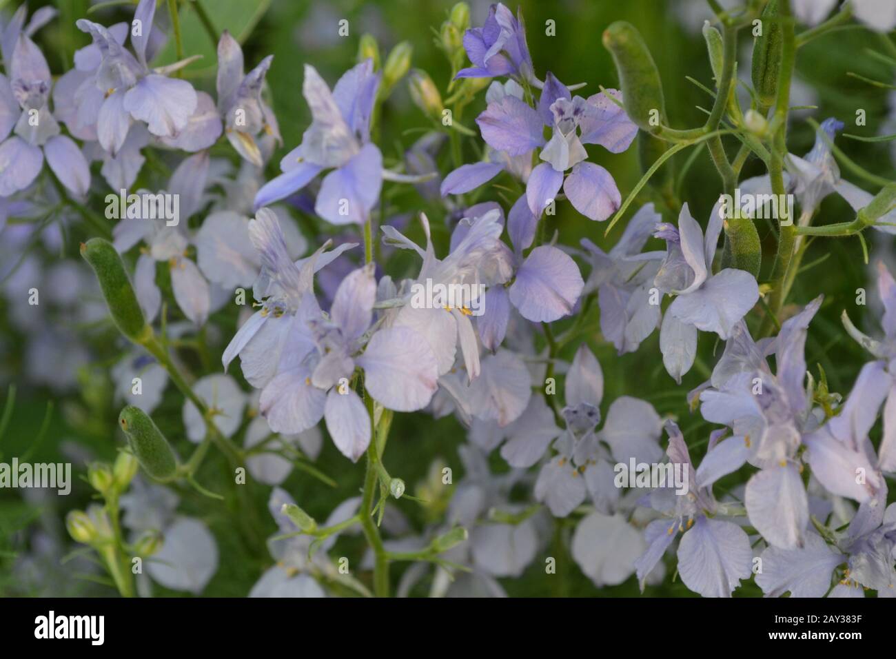 Consolida. Delicate flower. Flower pale purple. Small flowers on the ...