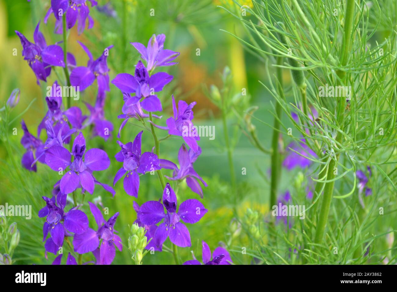 Consolida. Delicate flower. Flower purple. Small flowers on the stem ...