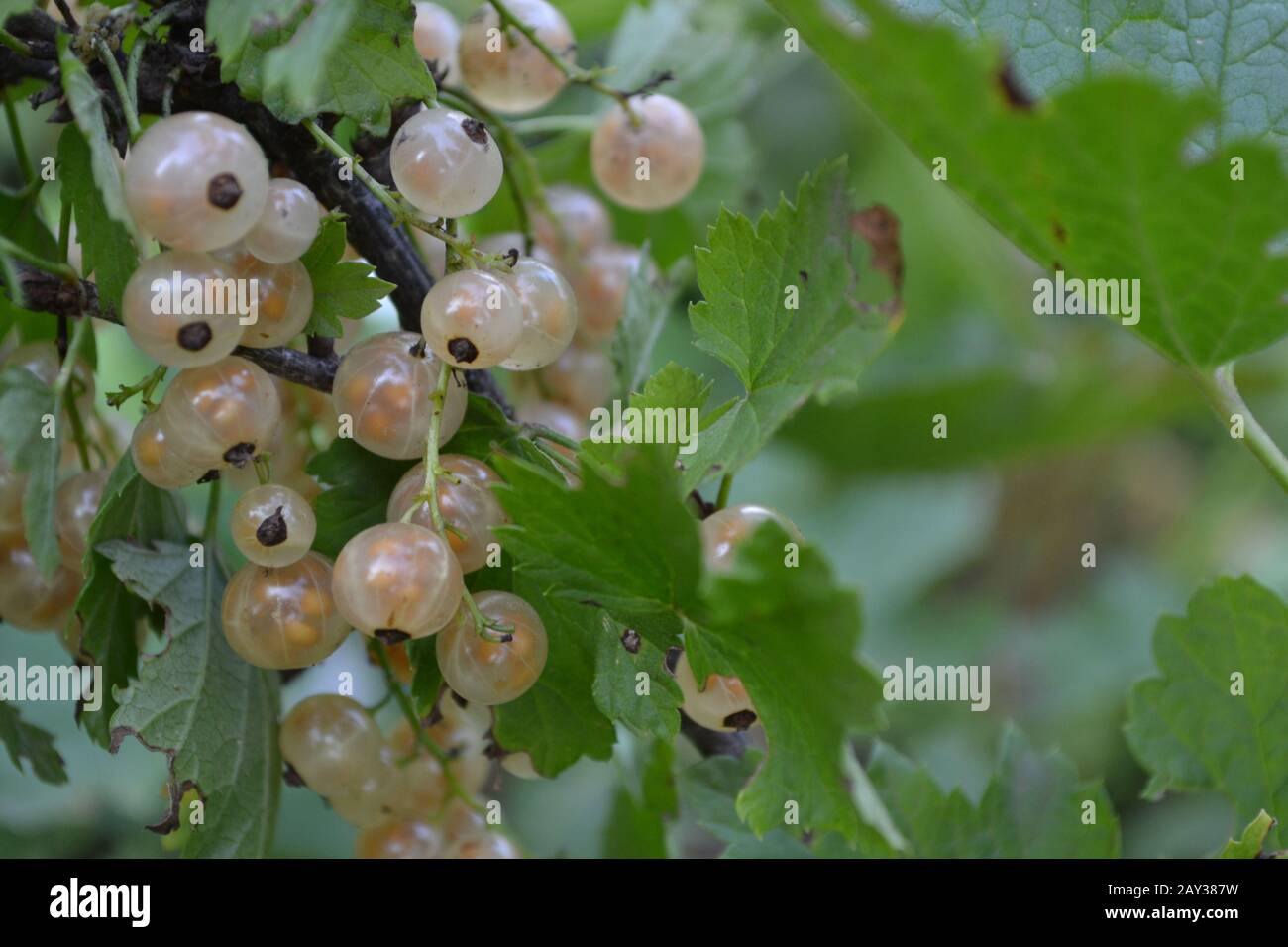 White currants. Ribes rubrum. Berries white or yellow on the branches ...