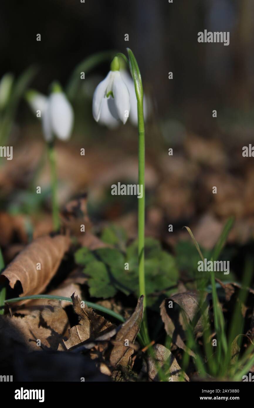 Spring is just arround the corner Stock Photo - Alamy