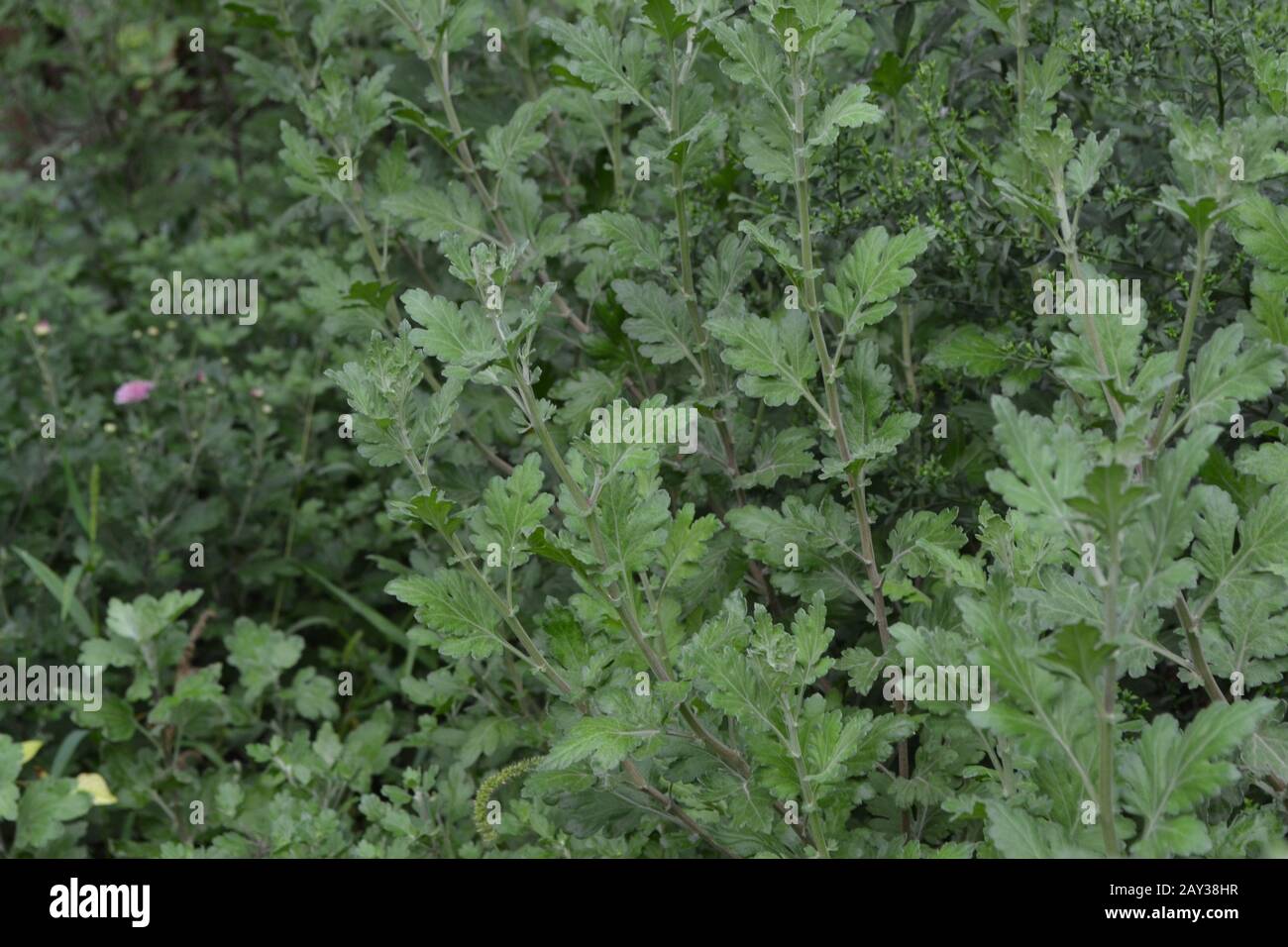 Chrysanthemum. Bushes Chrysanthemum. chrysanthemum leaves. Without ...