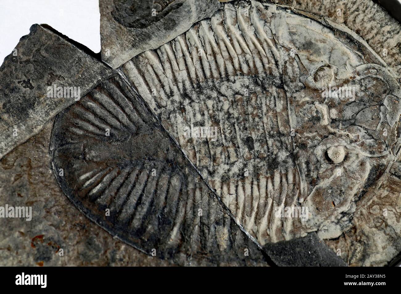 a fossilized Trilobite Stock Photo - Alamy