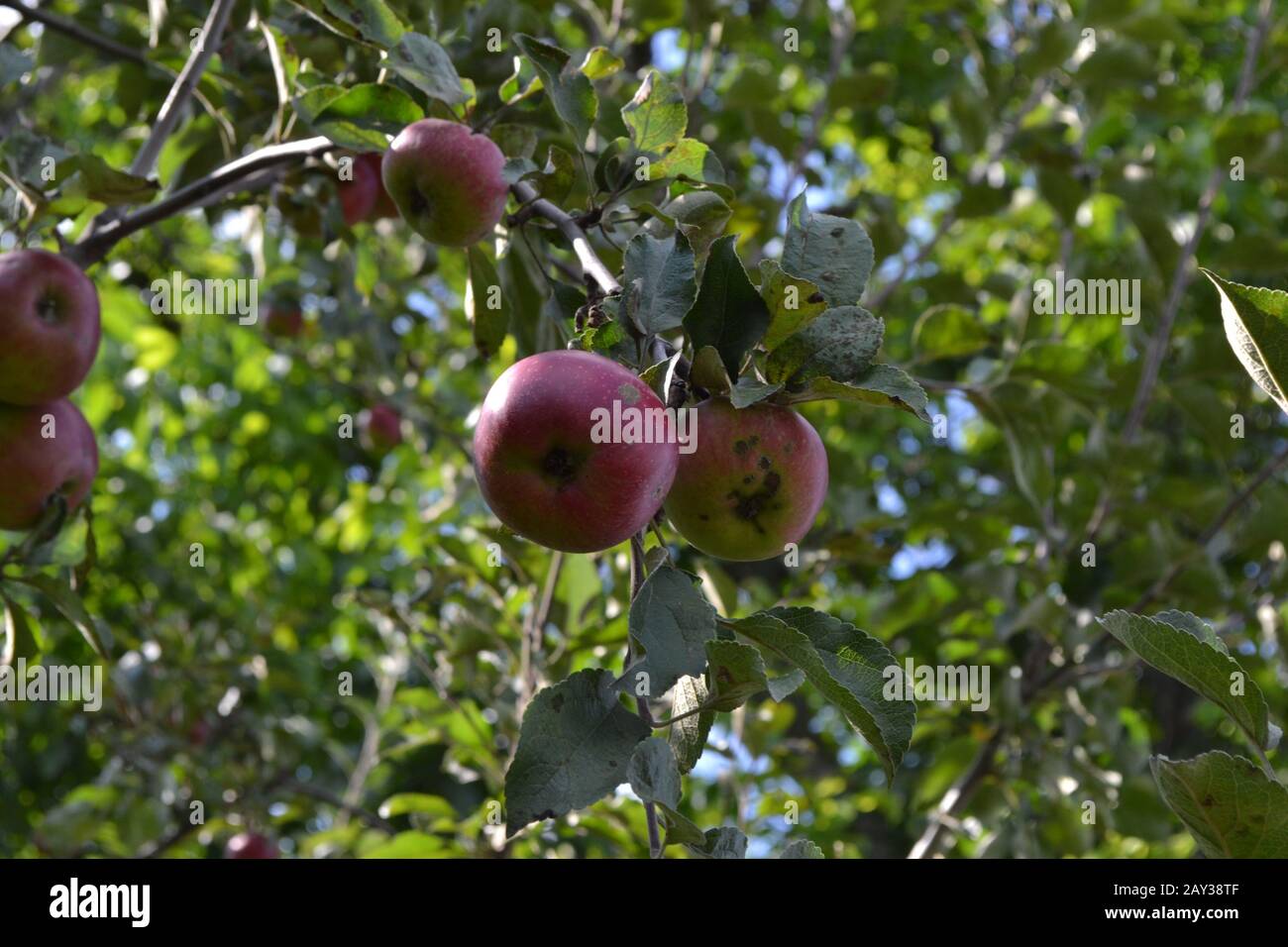 Apple. Grade Jonathan. Apples are red. Winter grade. Growing fruits ...
