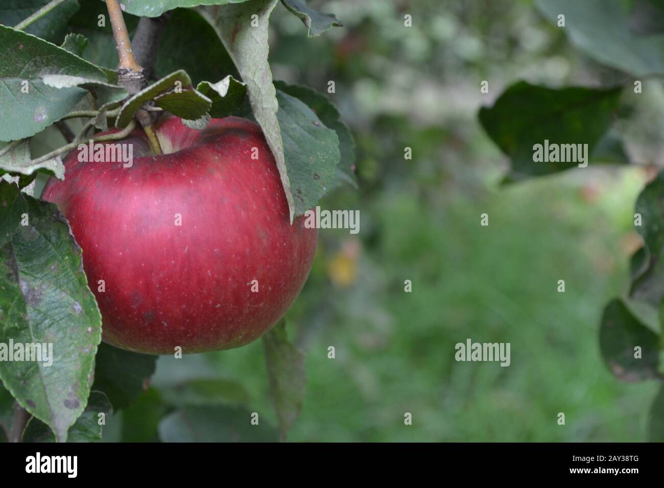 Apple. Grade Jonathan. Apples are red. Winter grade. Fruits apple on ...