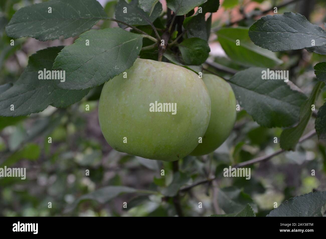 Apple. Grade Florina. Apples average maturity. Fruits apple on the ...