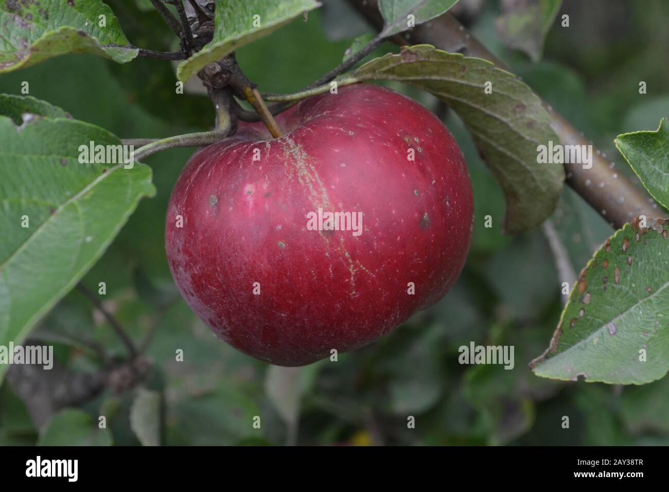 Apple. Grade Jonathan. Apples are red. Winter grade. Fruits apple on ...