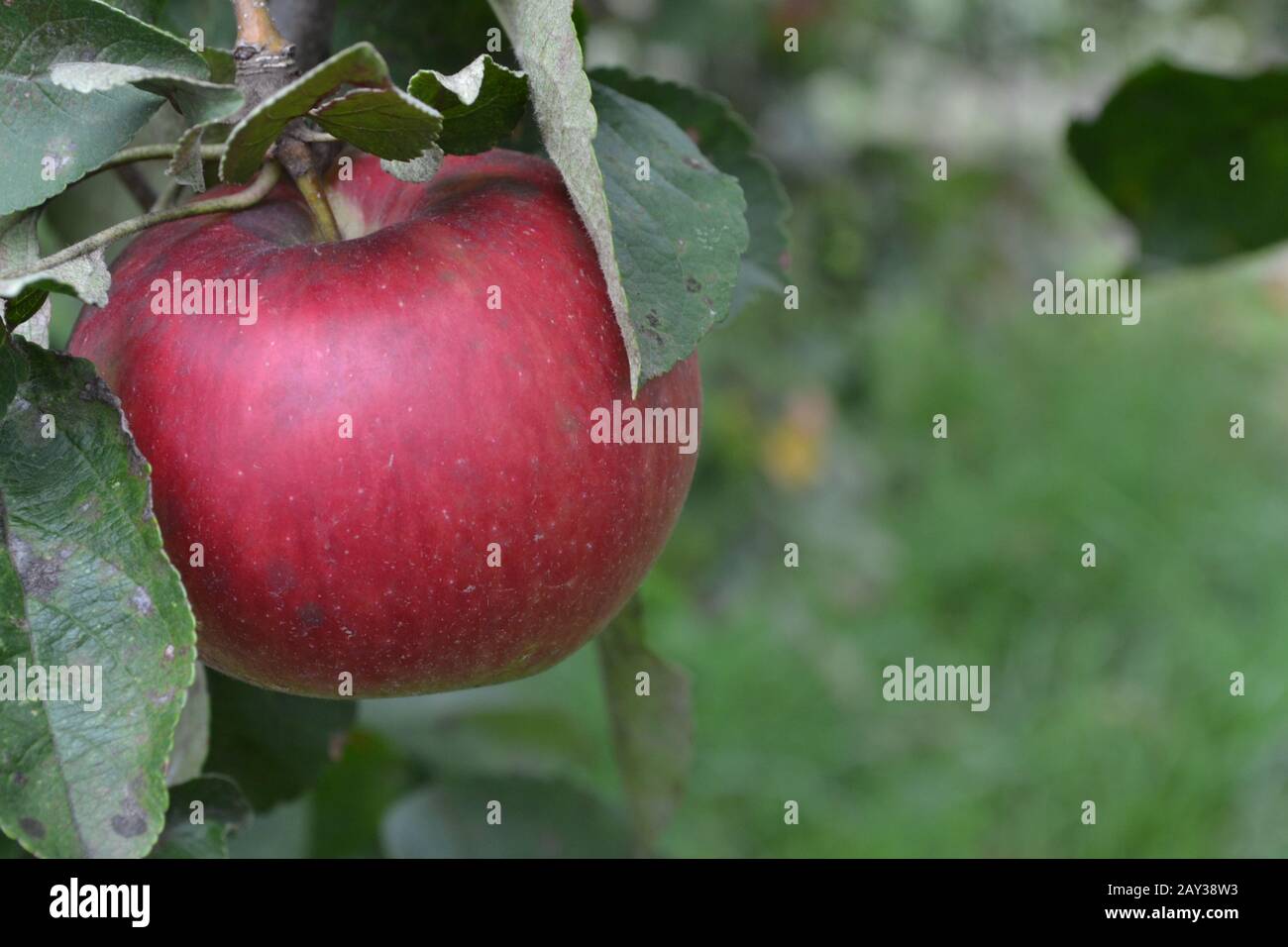 Apple. Grade Jonathan. Apples are red. Winter grade. Fruits apple on ...