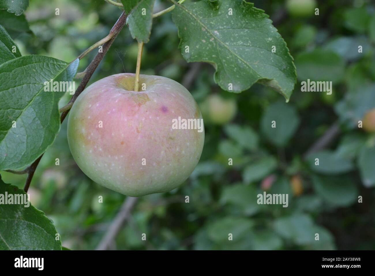 Apple. Grade Florina. Apples average maturity. Fruits apple on the ...