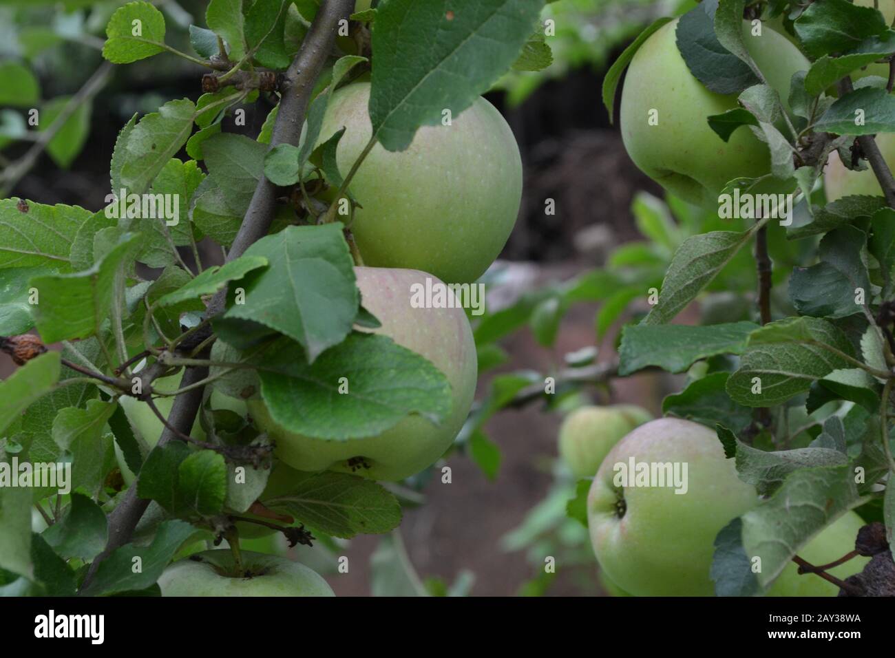 Apple. Grade Florina. Fruits apple on the branch. Apple tree. Garden ...