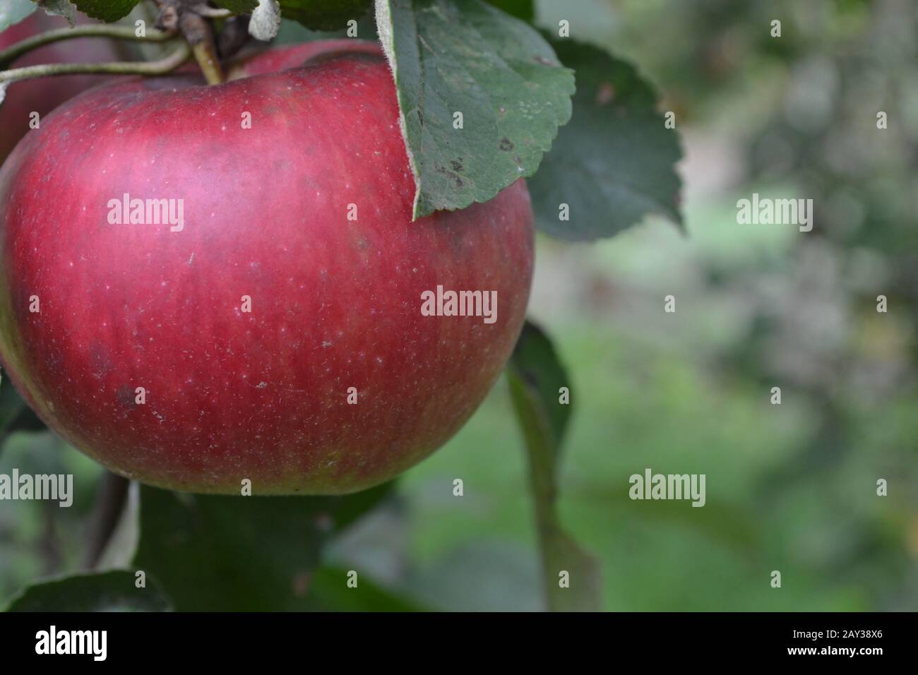 Apple. Grade Jonathan. Apples are red. Winter grade. Fruits apple on ...
