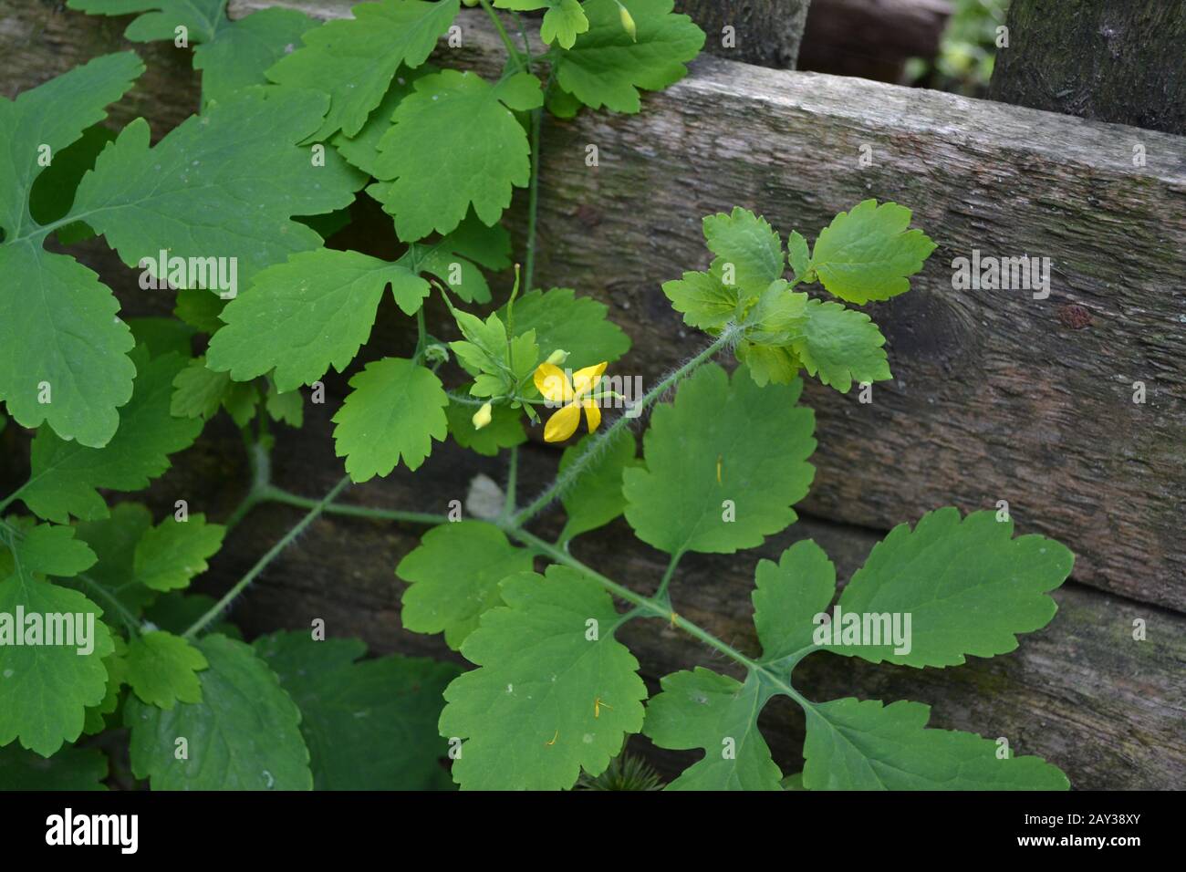 Celandine. Chelidonium majus. Medicinal plant. Green leaves. Yellow ...