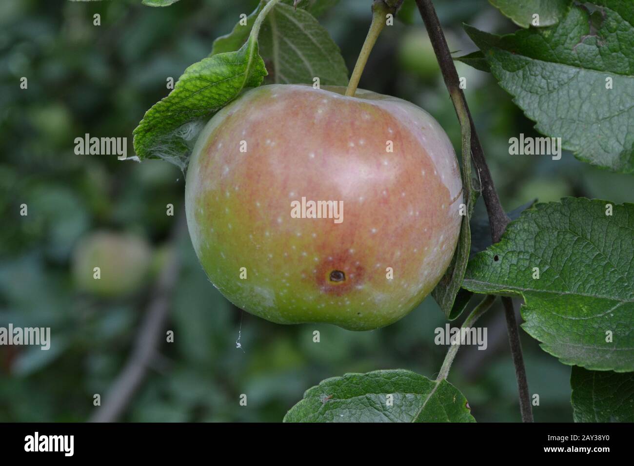 Apple. Grade Florina. Apples average maturity. Fruits apple on the ...