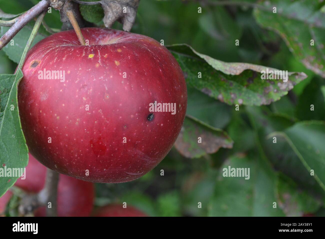 Apple. Grade Jonathan. Apples are red. Winter grade. Fruits apple on ...